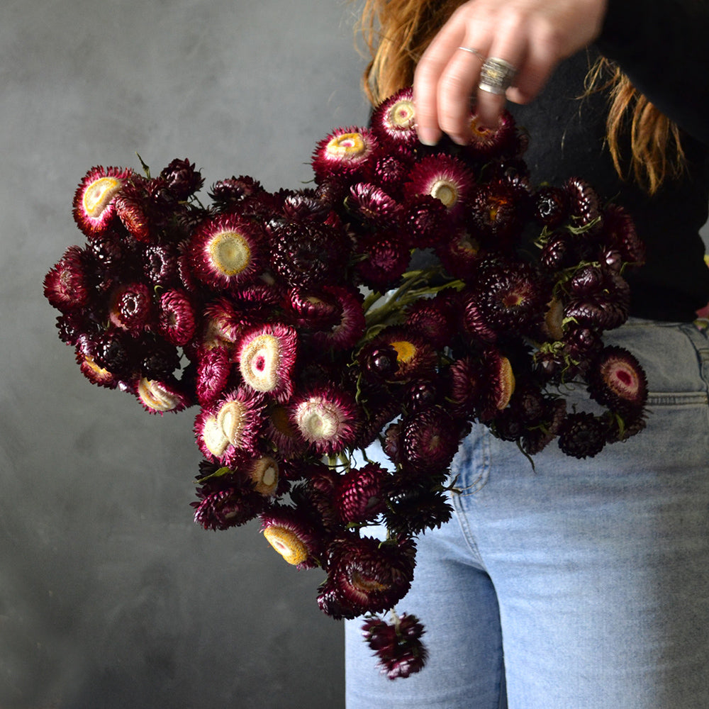 Dried Flowers Melbourne | Botany Florist – BOTANY